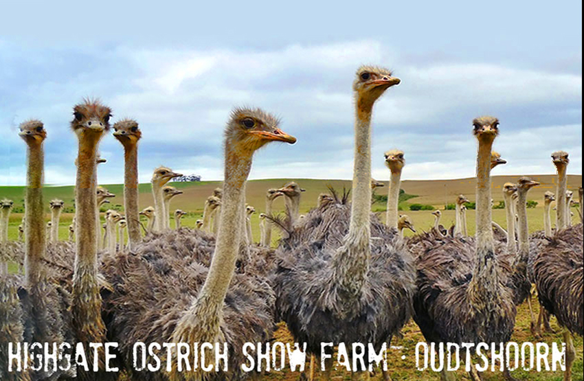 Highgate Ostrich Show Farm Magnet 4 – Alles van Afrika